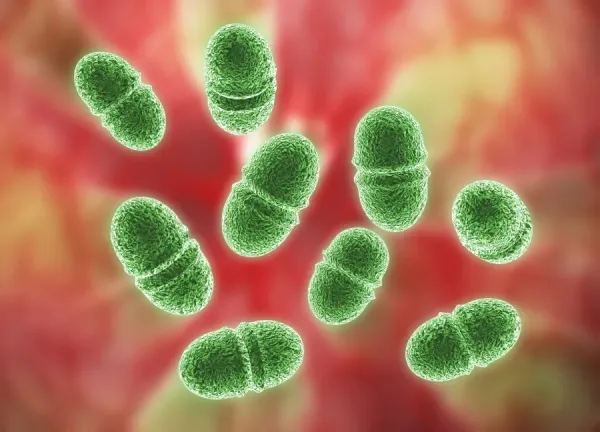 Enterococcus Faecalis Enterococcus Casseliflavus