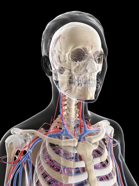 Female vascular system, artwork F006 / 7840 Our beautiful Wall Art and ...