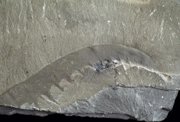 Anomalocaris Fossil
