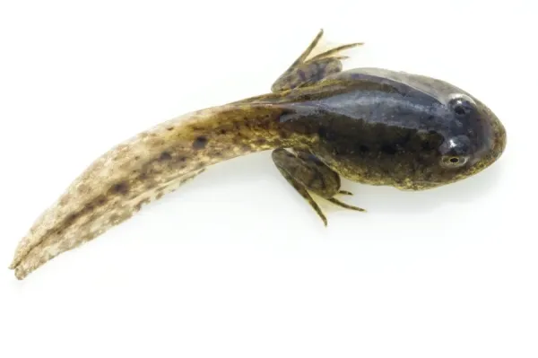 Tadpole With Hind Legs Frog: Life Cycle Students | Britannica Kids