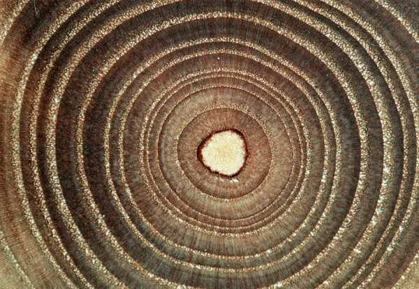 Growth Rings