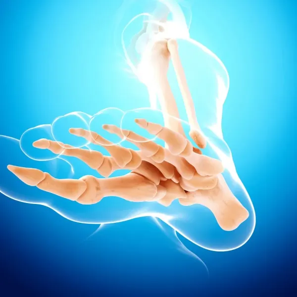 Human foot bones, artwork F007 / 5661 Our beautiful Wall Art and Photo ...