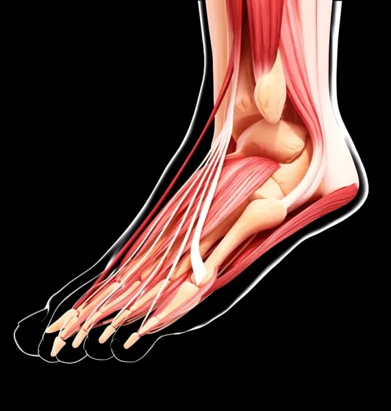 Human foot musculature, artwork F007 / 3232 Our beautiful Wall Art and ...