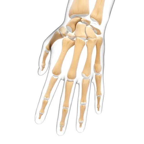 Human hand bones, artwork F007 / 5214 Our beautiful Wall Art and Photo ...
