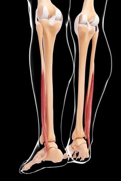 Human leg musculature, artwork F007 / 4242 Our beautiful Wall Art and ...