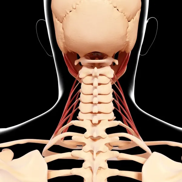 Human neck musculature, artwork F007 / 1906 For sale as Framed Prints ...