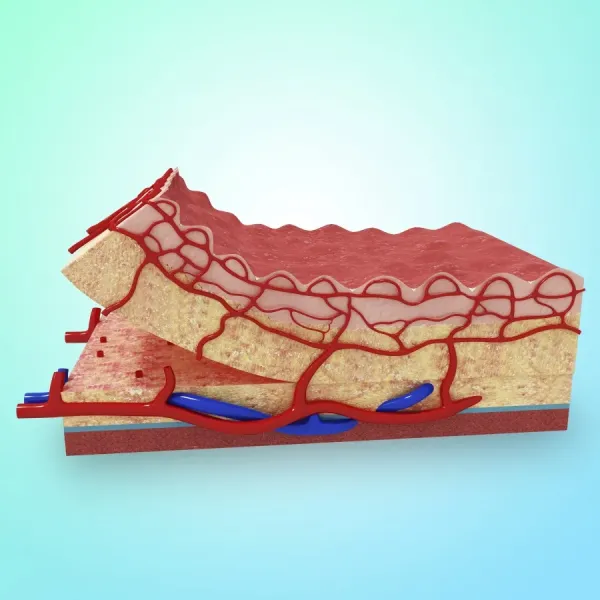 Human skin anatomy, artwork F008 / 0364 Our beautiful Wall Art and ...