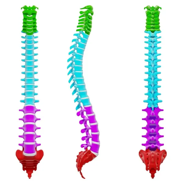 Human spine, artwork F007 / 2117 Our beautiful Wall Art and Photo Gifts ...