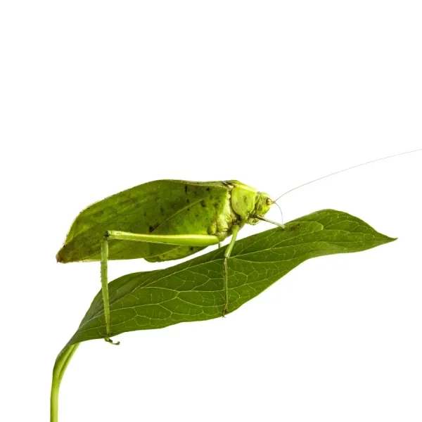Katydid Drawing Thailand Forest Katydid (Orthoptera) Real Preserved