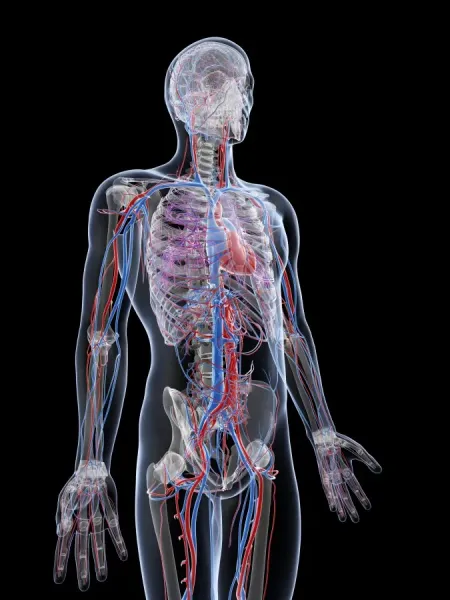 Male vascular system, artwork F007 / 6770 Our beautiful Wall Art and ...