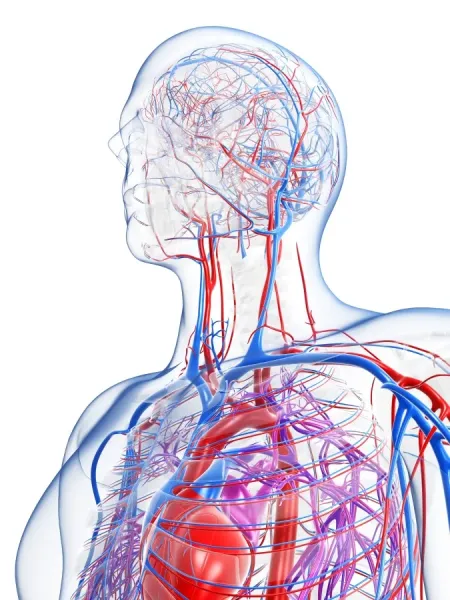 Male vascular system, artwork F007 / 8104 Our beautiful Wall Art and ...