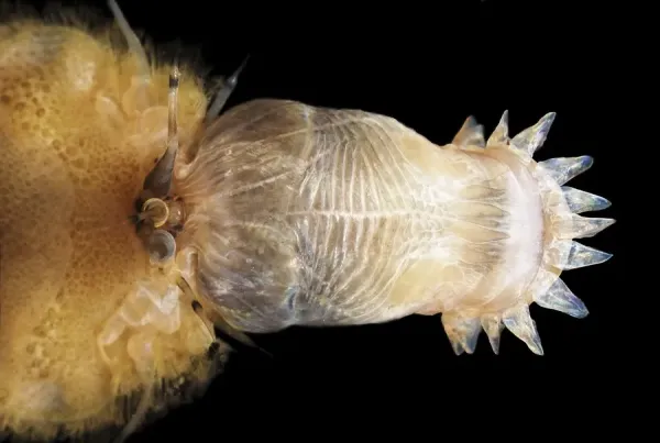 Marine Segmented Worms
