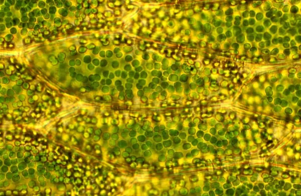 Leaf Cells Microscope Canadian Pondweed Leaf Cells By Science Photo