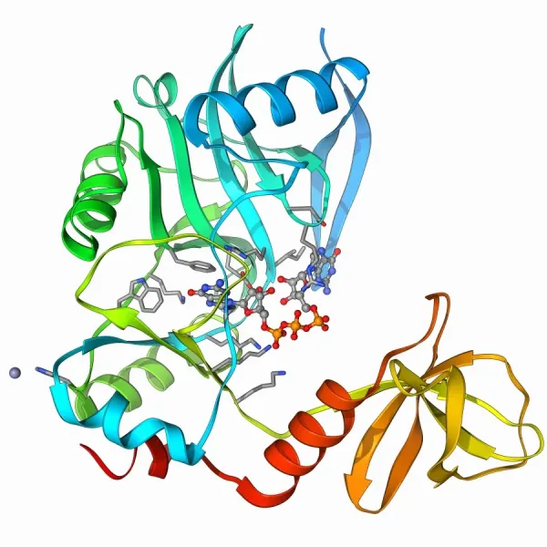 mRNA capping enzyme molecule F006 / 9273 Our beautiful Wall Art and ...