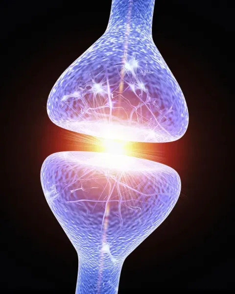 Nerve Synapse Art 14 Powerful Ways To Form New Synapses In The Brain