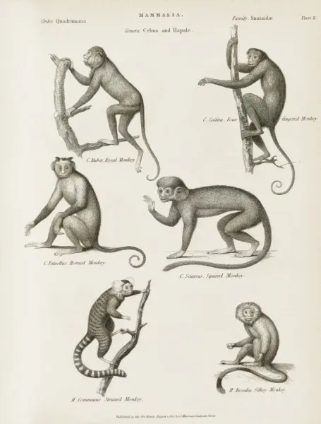 Monkey Drawing The Monkey (Rose & Jade) By Anne Louise Ewen On