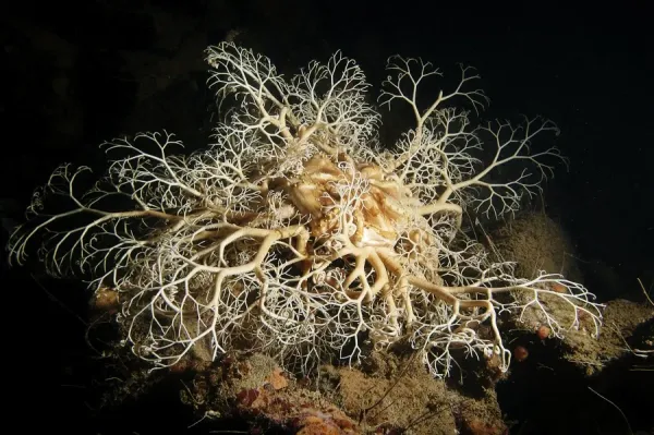 Basket Star Drawing
