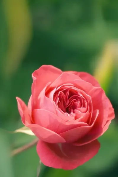 Red rose (Rosa hybrid) flower. Photographed in Maryland