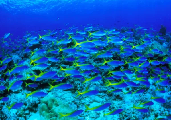 Robust fusilier fish Our beautiful Wall Art and Photo Gifts include ...