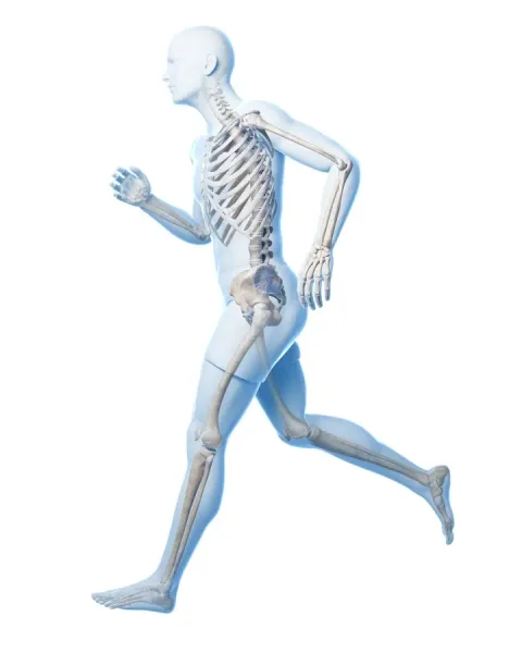 Runner anatomy, artwork F007 / 7487 Our beautiful Wall Art and Photo ...