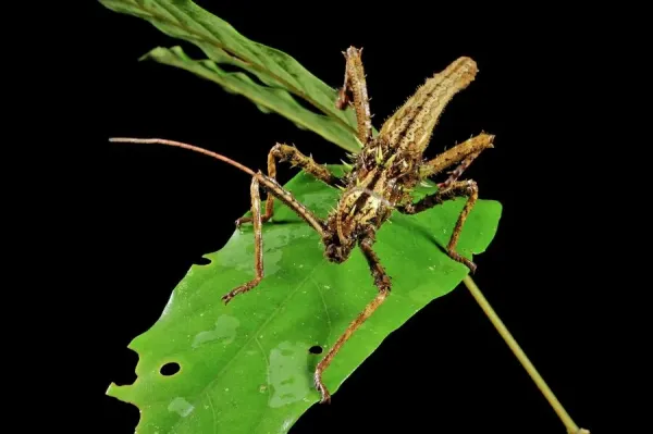 Stick insect. Photographed in Gunung Mulu National Park
