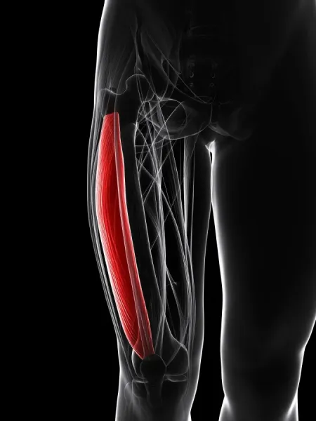 Thigh muscle, artwork F006 / 3397 Our beautiful Wall Art and Photo ...