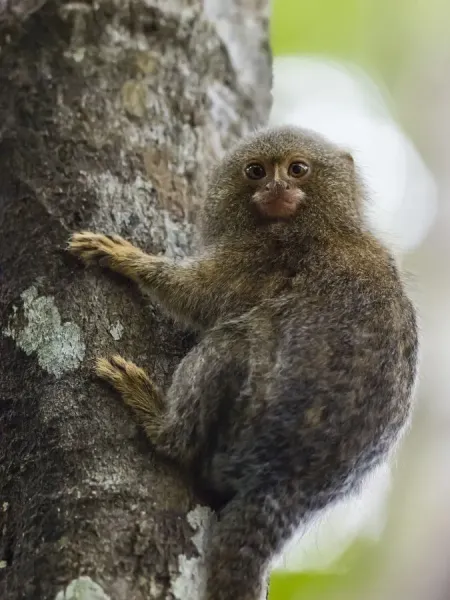 Common Marmoset Adult