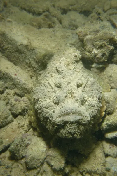 Stonefish Camouflage