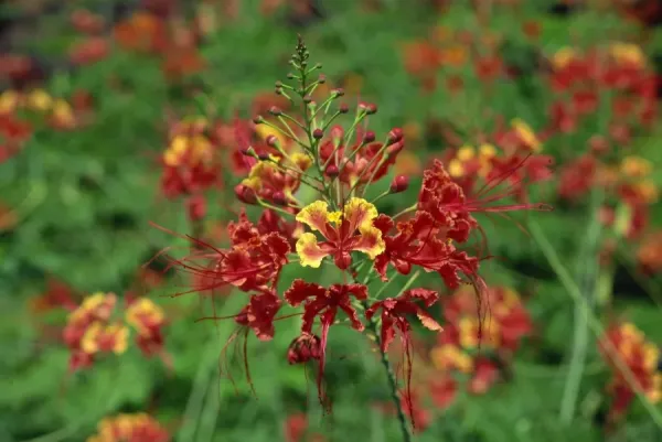 Close-up of red flowers on Pulau Manukan an island in Tunku