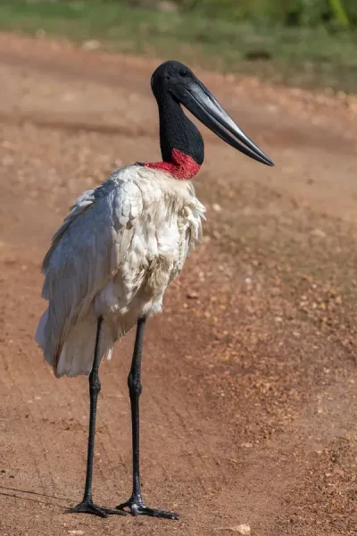 Jabiru stork (Jabiru mycteria) Our beautiful Wall Art and Photo Gifts ...