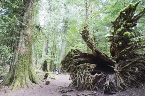 Cathedral Grove Vancouver Island Map