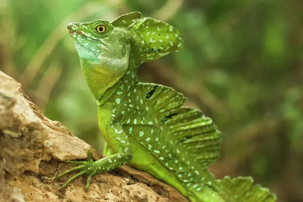 Green Basilisk Lizard Running On Water Hd