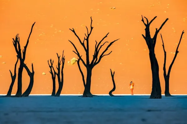 Namib Desert Trees