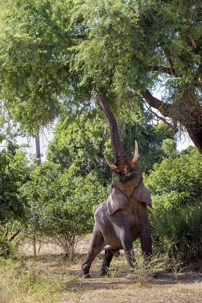 Acacia Tree Elephant Lone African Elephant Acacia Tree Spring Stock