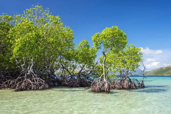 Mangrove trees (Rhizophora mangle) on CYC Island, Coron