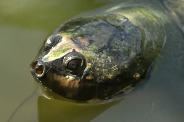 Amazon Giant River Turtle Giant Amazon River Turtle Podocnemis Expansa