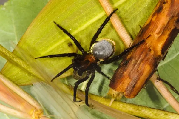 Diving Bell Spider