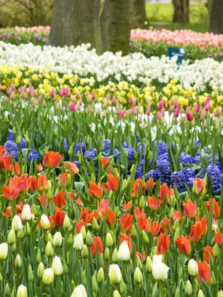 Assorted Spring Flower Gardens