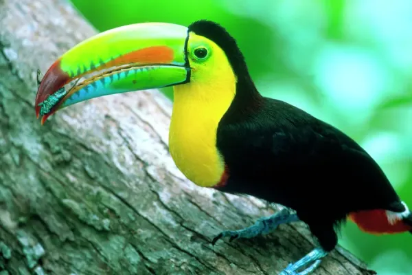 Toucans Art Prints, Posters & Puzzles