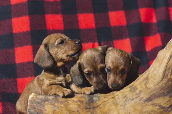 Doxen Puppies Goldenes Dox Symbol Mit Namens IPad Hülle – Dyefor
