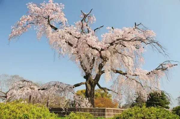 Japanese Weeping Tree