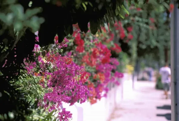 Florida Keys Plants And Flowers | Best Flower Site