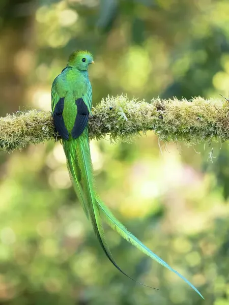 Rainforest Animals Quetzal Resplendent Quetzal In Costa Rica Stock