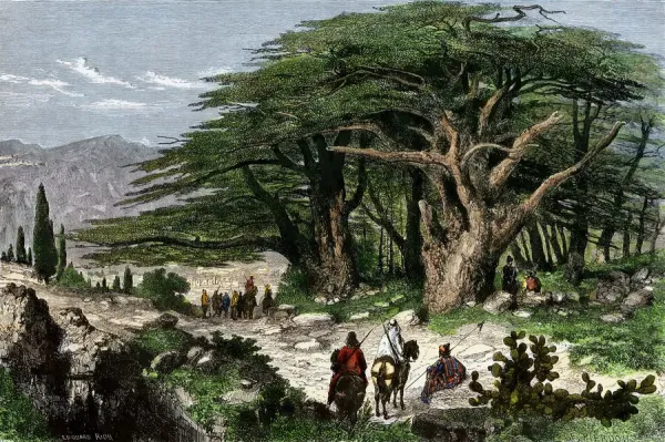 Cedars Of Lebanon Painting