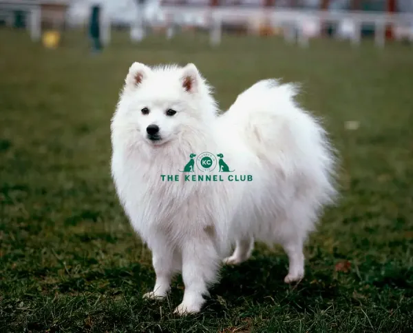 Japanese Spitz Dog Breed Information Characteristics, 41% OFF