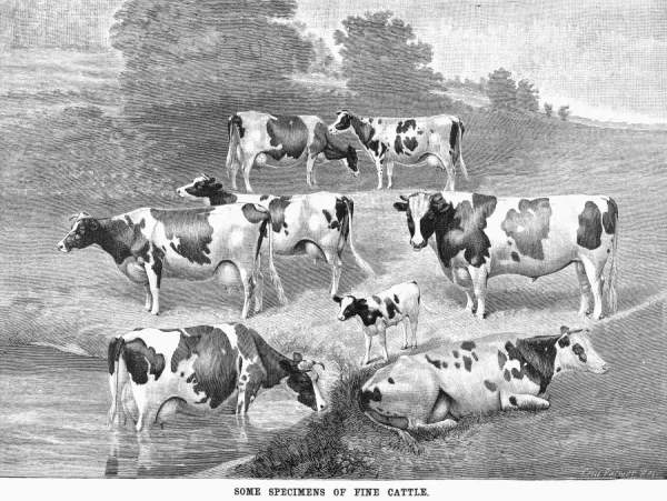 CATTLE, 1884. Some specimens of fine cattle Our beautiful Wall Art and ...