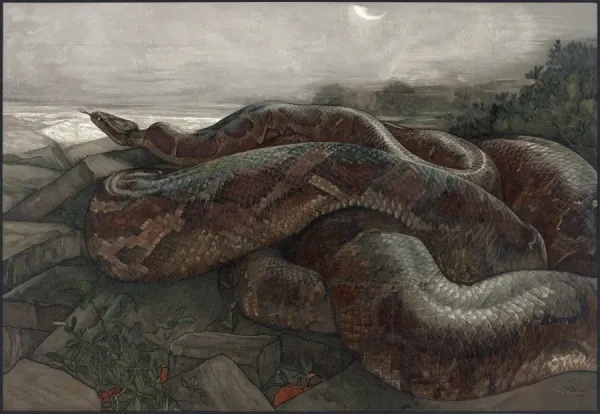 JUNGLE BOOK, 1903. Kaa the python Our beautiful Wall Art and Photo ...