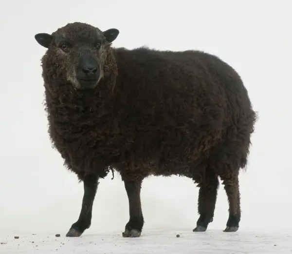 Black Sheep Animal
