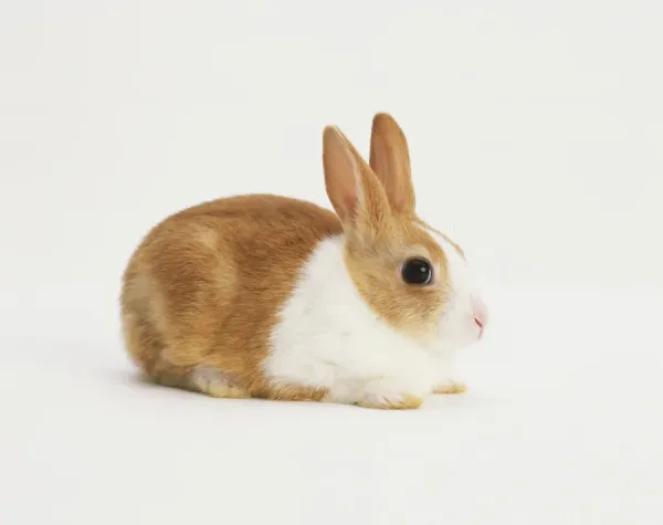 Brown And White Rabbit