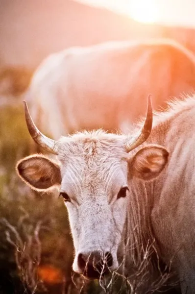 Chianina Cow